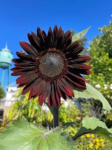 Beautiful Pet-Safe Flowers for Your Garden and Home