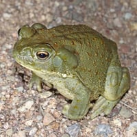 Toads That Are Toxic to Pets and What You Can Do | Preventive Vet