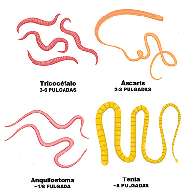 Parásitos intestinales en perros | Pet InfoRx