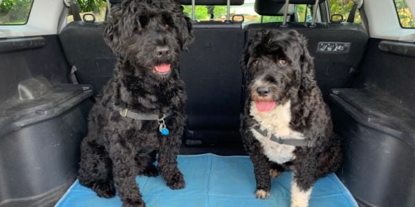 How to Keep Your Dog Cool During Hot Weather | Preventive Vet