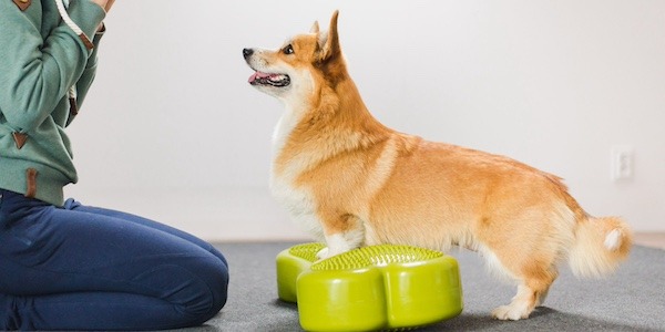 Teach Your Dog to Put Their Paws Up