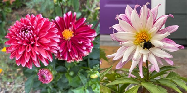 Beautiful Pet-Safe Flowers for Your Garden and Home