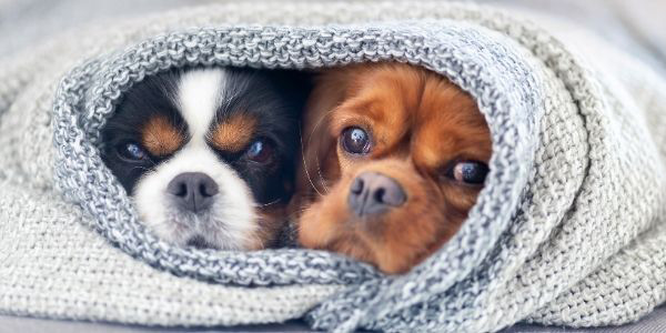 Delaying a Spay: Dog Behavior While In Heat | Preventive Vet