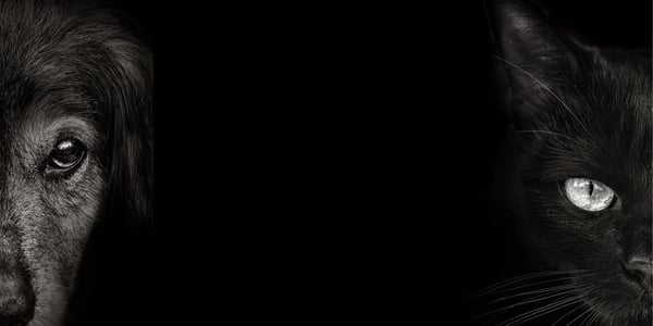 Causes of Goopy Eyes: How to Help Your Pet | Preventive Vet