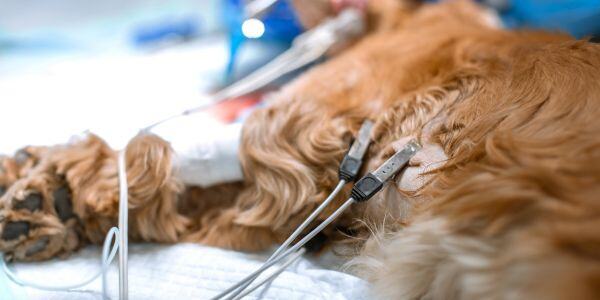 Heart Disease in Senior Dogs | Preventive Vet