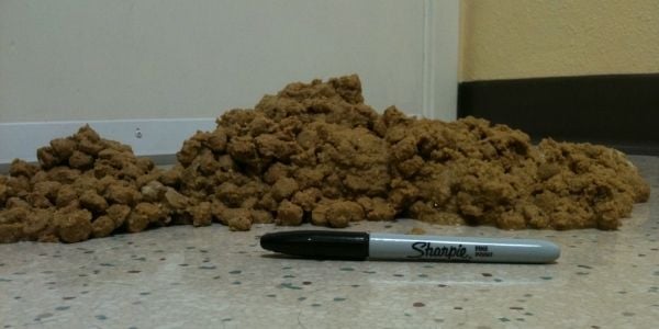 Food Bloat in Dogs: Did Your Dog Eat Too Much? | Preventive Vet