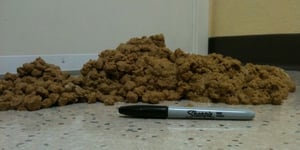 Food Bloat in Dogs: Did Your Dog Eat Too Much? | Preventive Vet