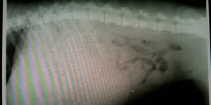 Food Bloat in Dogs: Did Your Dog Eat Too Much? | Preventive Vet