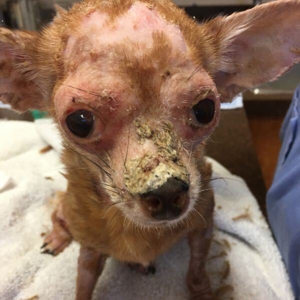 Helping Your Dog or Cat with Pemphigus Foliaceus | Preventive Vet