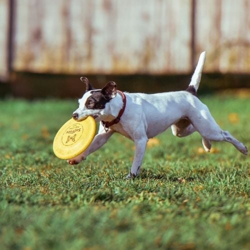 When Can You Let Your Dog Off Leash? | Preventive Vet