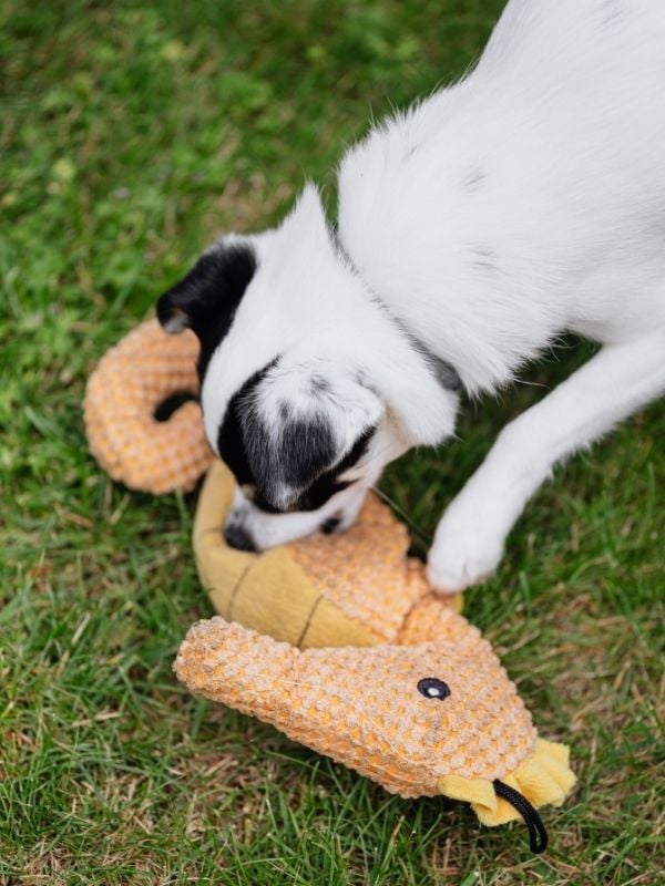 How to Wash Dog Toys Safely | Preventive Vet