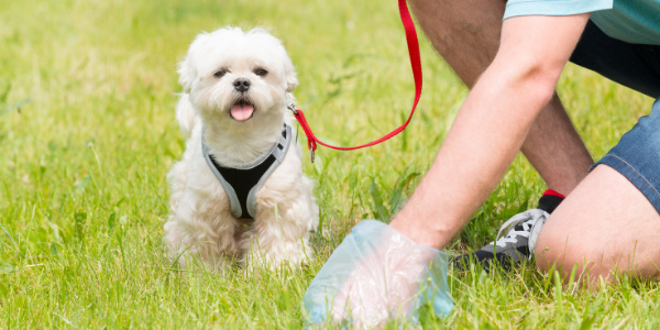 What Dog Poo Can Tell You About Their Health | Preventive Vet