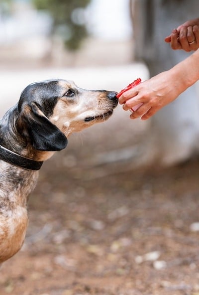 Nose Work: Games and Training Tips for Scent Work | Preventive Vet