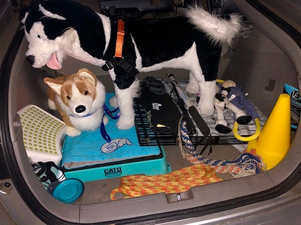 Dog Training Supplies: A Dog Trainer's Kit | Preventive Vet