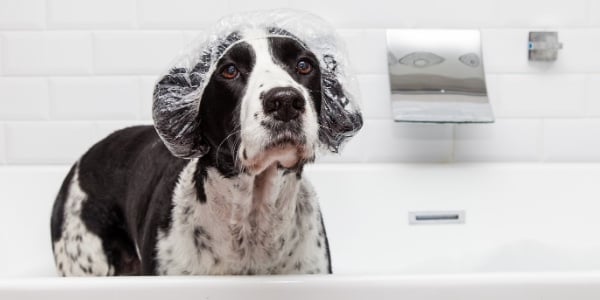 Shampoo For Your Pet – Which to Use and NOT Use | Preventive Vet