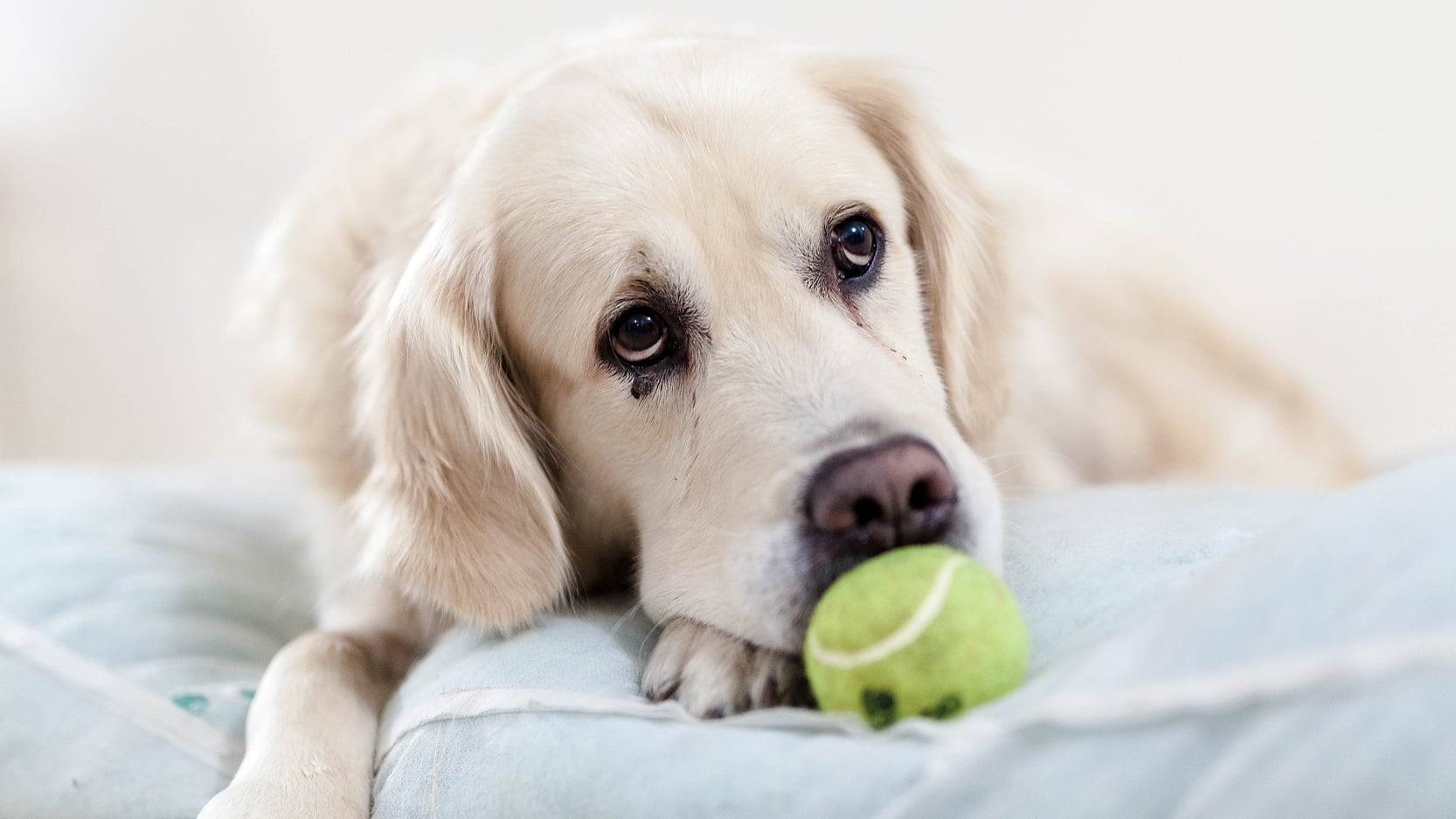 How to Tell If a Dog Toy Is Toxic or Safe | Preventive Vet