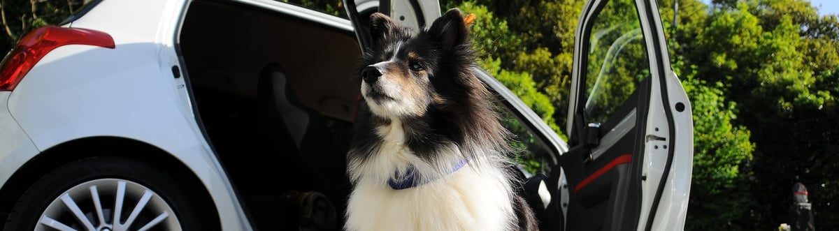 Preventing & Treating Car Sickness in Dogs | Preventive Vet