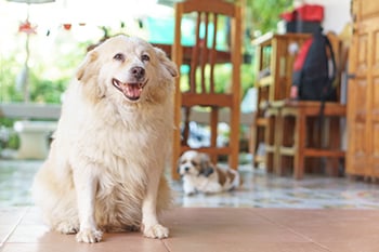 2 Easy Ways to Teach Your Dog How to Sit