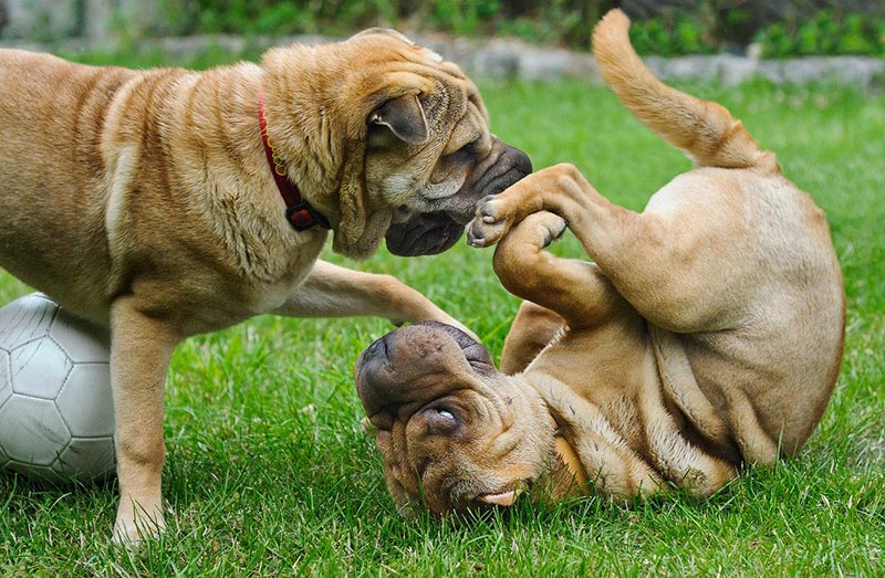 How to Stop Your Dog's Barking | Preventive Vet