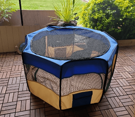 Foster Cats 101: Foster Set Up & What to Expect | Preventive Vet