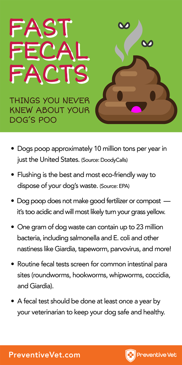 What Dog Poo Can Tell You About Their Health | Preventive Vet