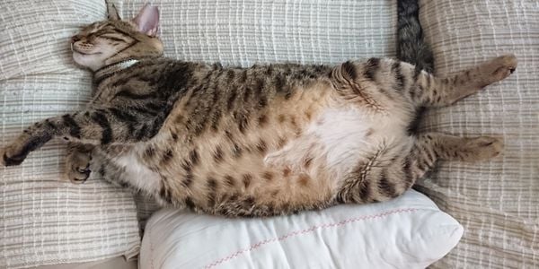 Fatty Liver Disease: How to Protect Your Cat | Preventive Vet