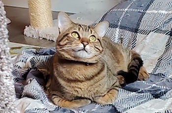 Foster Cats 101: Helping Your Foster Cat Get Adopted