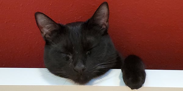 Why You Should Consider Fostering a Cat | Preventive Vet