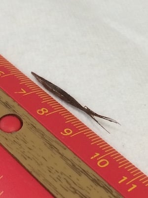 Foxtail Injuries in Dogs: What to Do | Preventive Vet