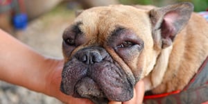 What to Do if Your Dog Is Stung by a Bee | Preventive Vet