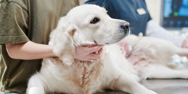 Drug Toxicity in Dogs: Marijuana, Cocaine, Pain Meds, Fentanyl, & More