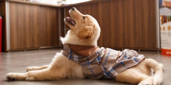 How to Teach Your Dog to Stay