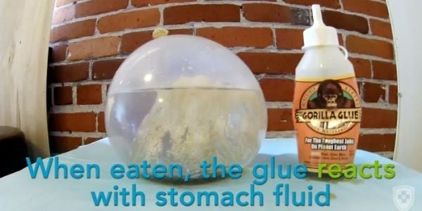 Dogs & Gorilla Glue® – More than just a sticky situation!