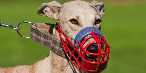 Muzzle Training Your Dog: How to and Why It's Important