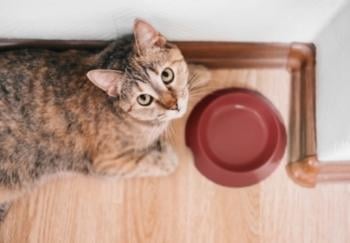 How Much and How Often You Should Feed Your Cat | Preventive Vet