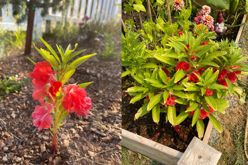 Beautiful Pet-Safe Flowers for Your Garden and Home