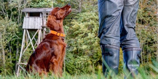 Pros and Cons of a Board and Train Dog Training Program