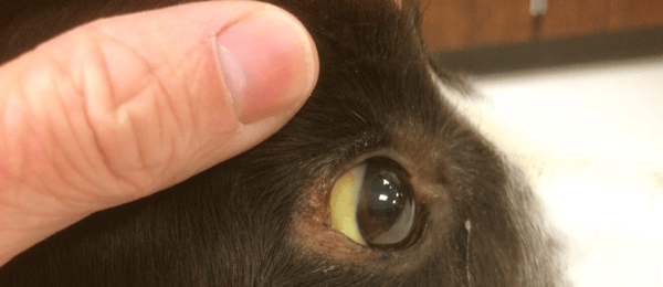 Why Your New Puppy Isn’t Eating and What You Can Do About It