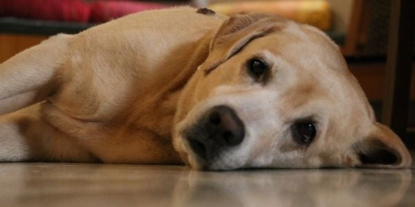 Food Bloat in Dogs: Did Your Dog Eat Too Much? | Preventive Vet