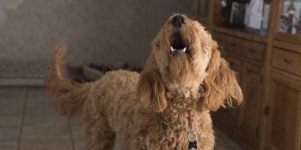 Why Your Dog Is Barking and How to Stop It | Preventive Vet