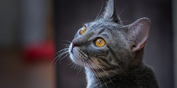 Foster Cats 101: Foster Set Up & What to Expect | Preventive Vet