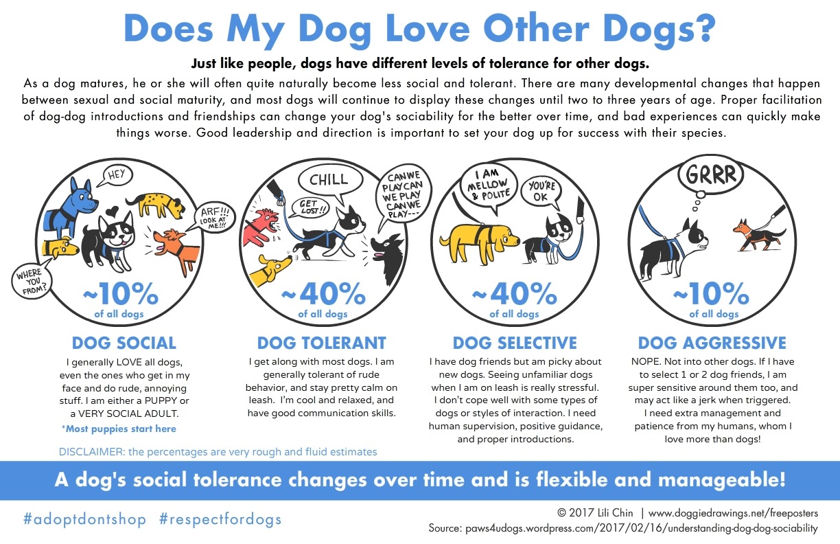 How to Choose a Dog Daycare | Preventive Vet