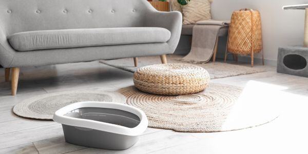 How to Set Up Your Cat’s Litter Boxes | Preventive Vet