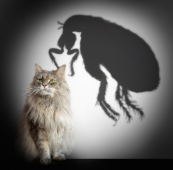 Fleas: Pyrethrin & Pyrethroid Toxicity to Cats | Preventive Vet