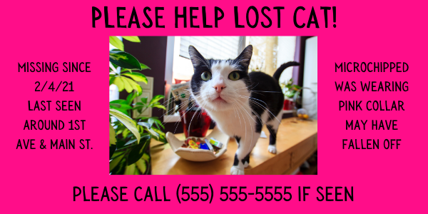 Lost Cat Locator: Proven Strategies to Find Your Missing Feline