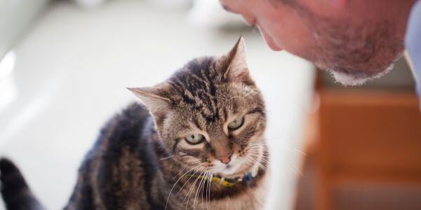 Feline Cognitive Dysfunction: How to Help Your Cat | Preventive Vet