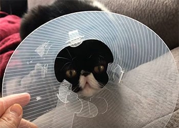 Your Cat in a Cone: Elizabethan Collar Desensitization