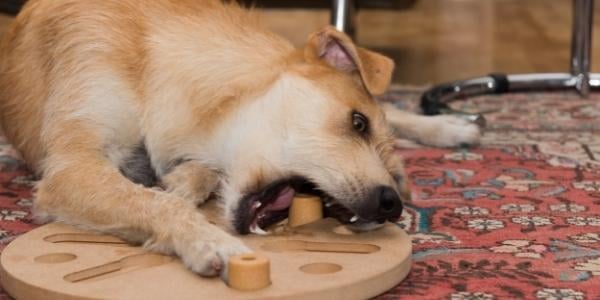 How to Choose Interactive Dog Toys & Food Puzzles | Preventive Vet