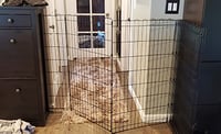 Foster Cats 101: Foster Set Up & What to Expect | Preventive Vet