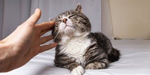 How to Help and Treat Your Diabetic Cat | Preventive Vet